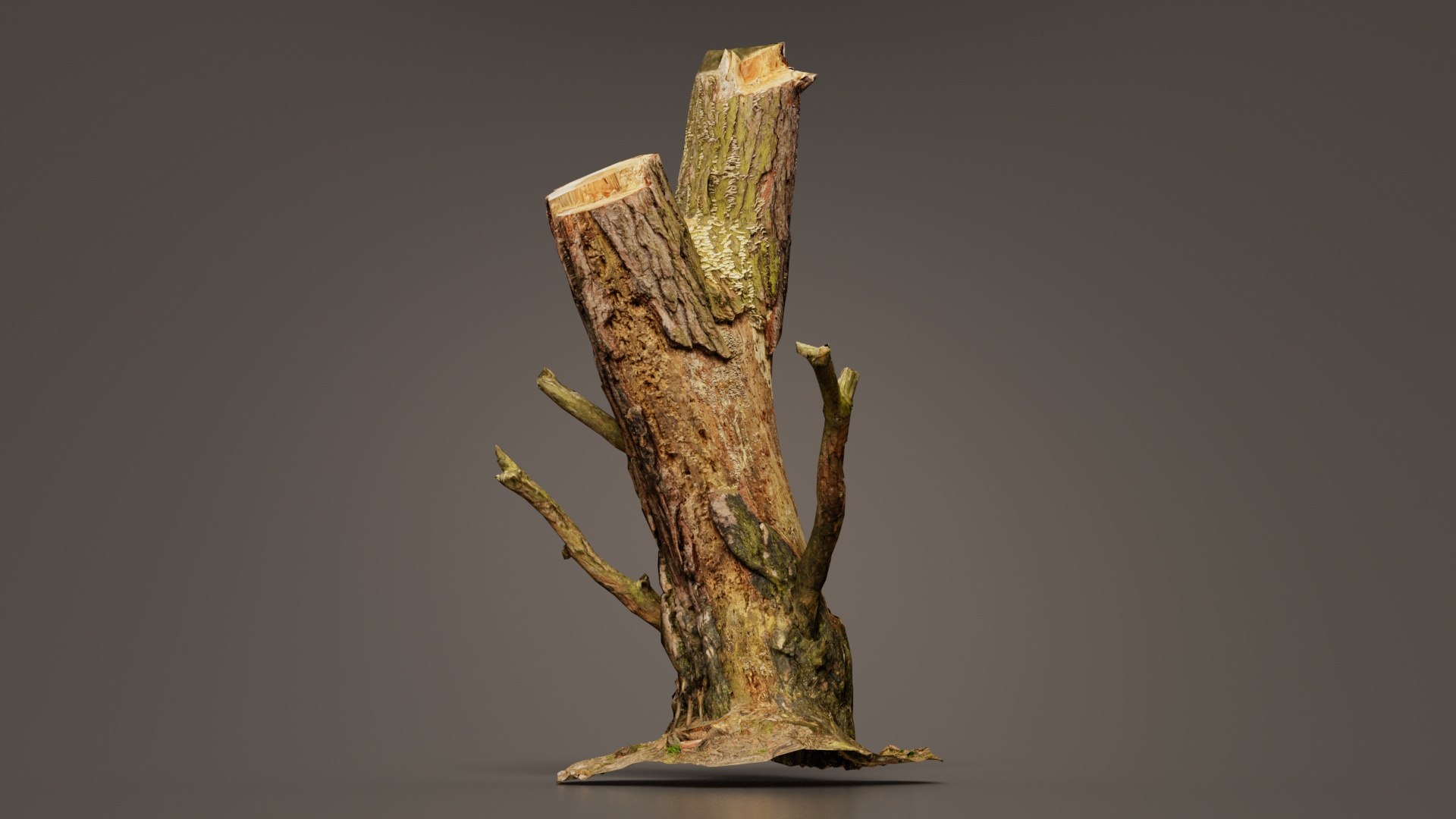 3D Tree Stump With Small Off Shoots Remastered - TurboSquid 2363155