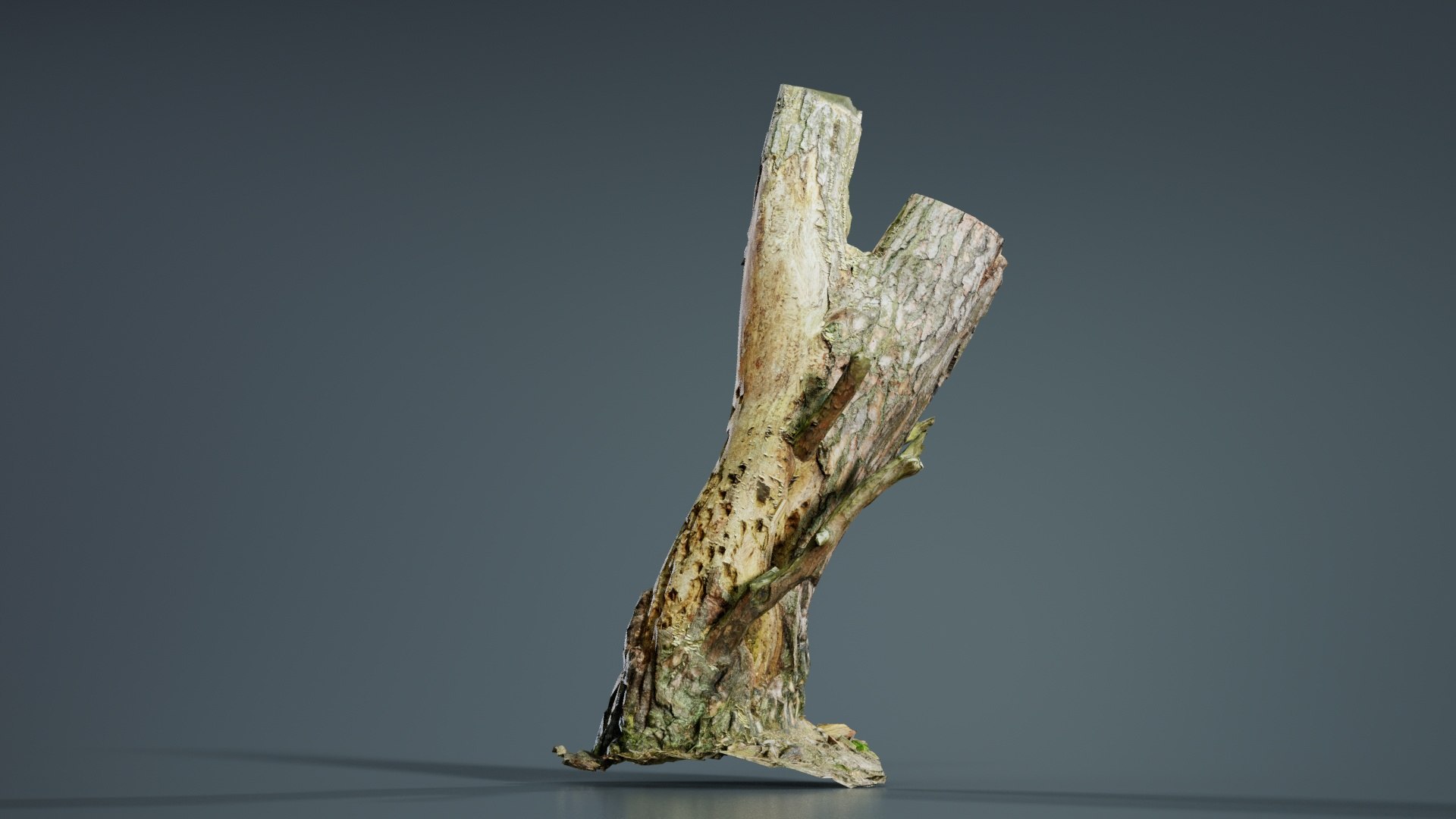 3D Tree Stump With Small Off Shoots Remastered - TurboSquid 2363155