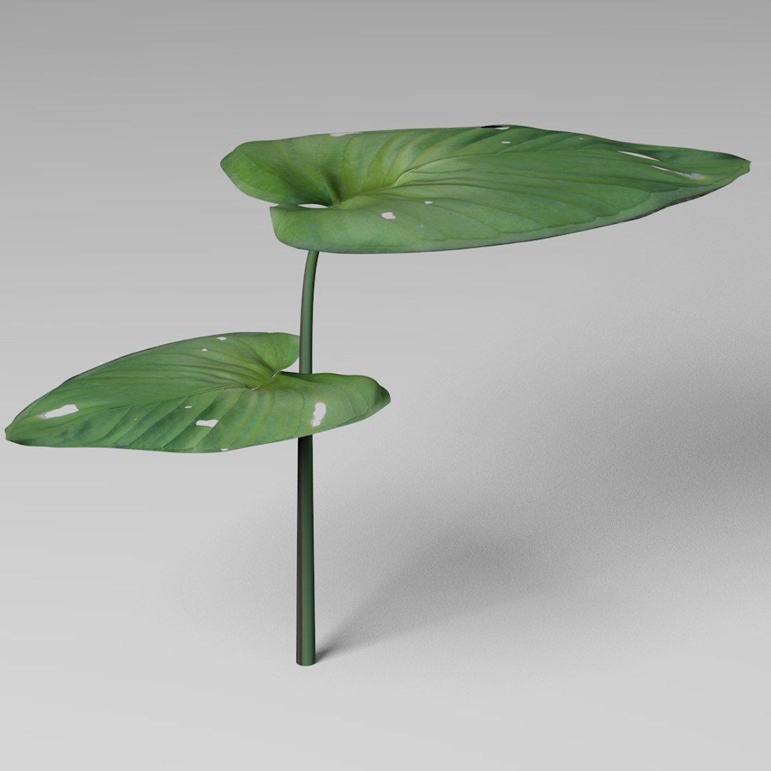 3d Model Of Leaf