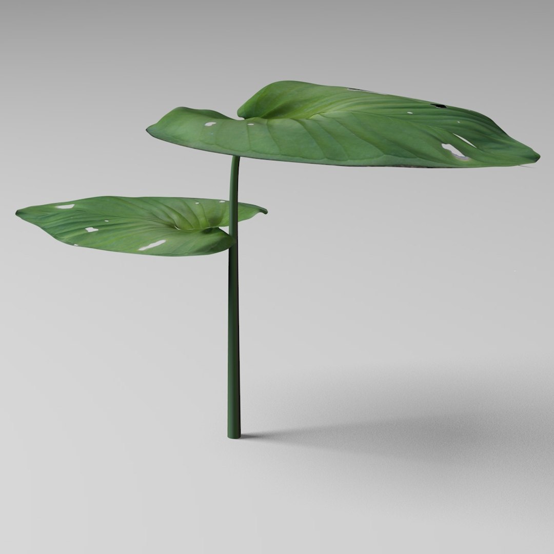 3d Model Of Leaf