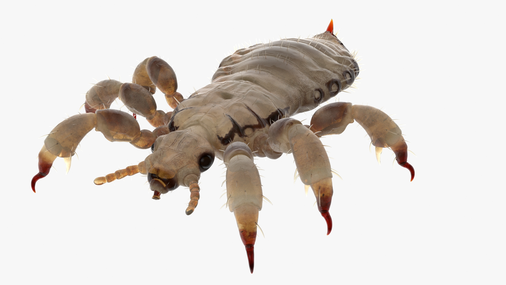 3D Model Louse White Hiding Pose - TurboSquid 2284174