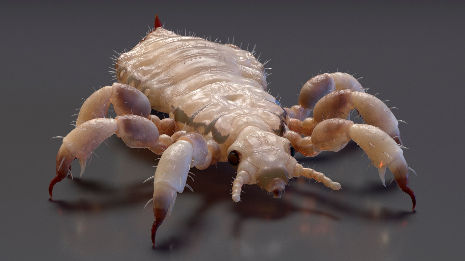 3D Model Louse White Hiding Pose - TurboSquid 2284174