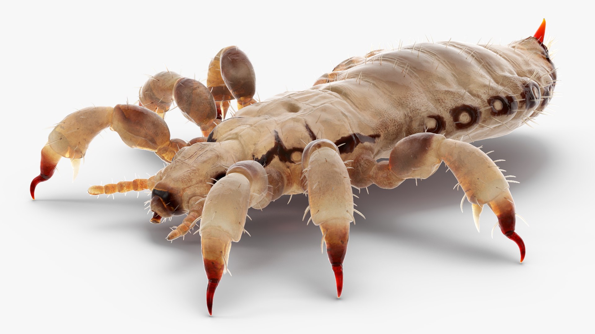 3D Model Louse White Hiding Pose - TurboSquid 2284174
