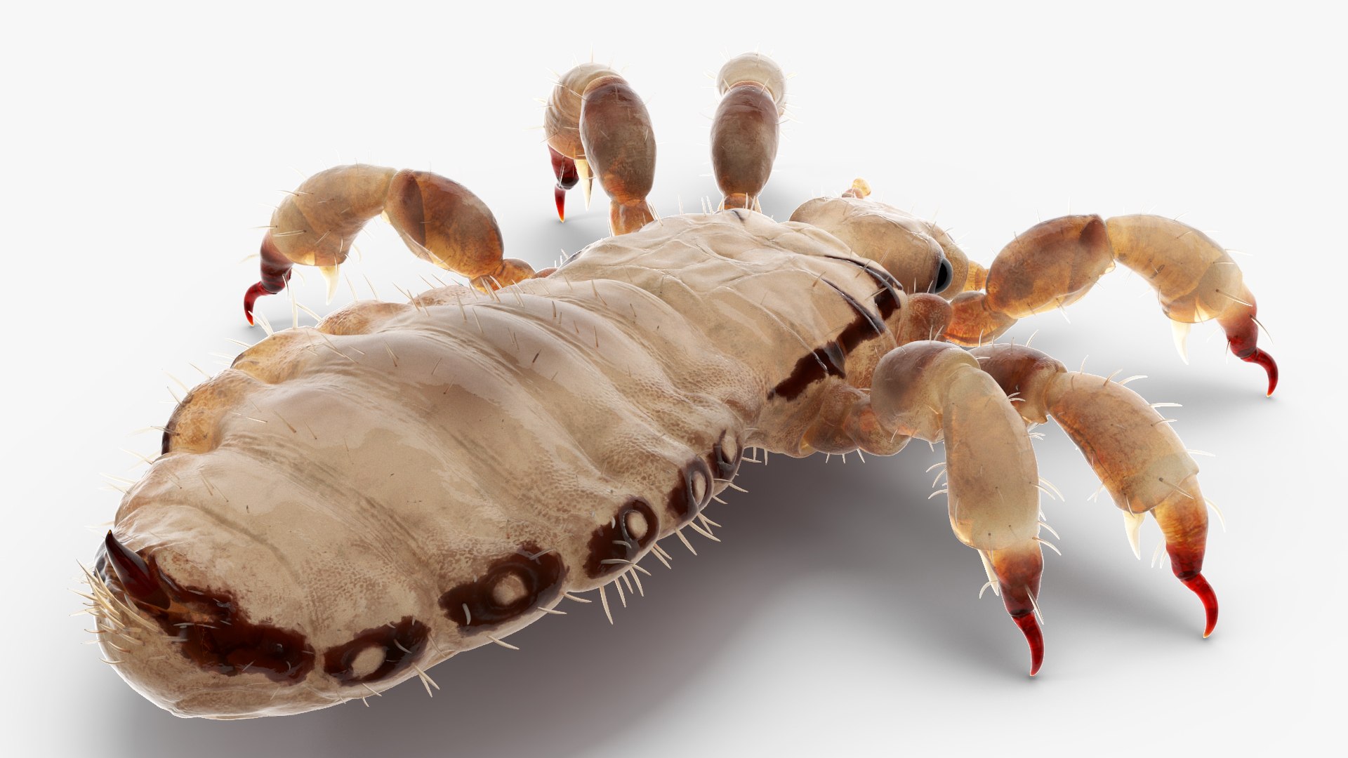 3D Model Louse White Hiding Pose - TurboSquid 2284174