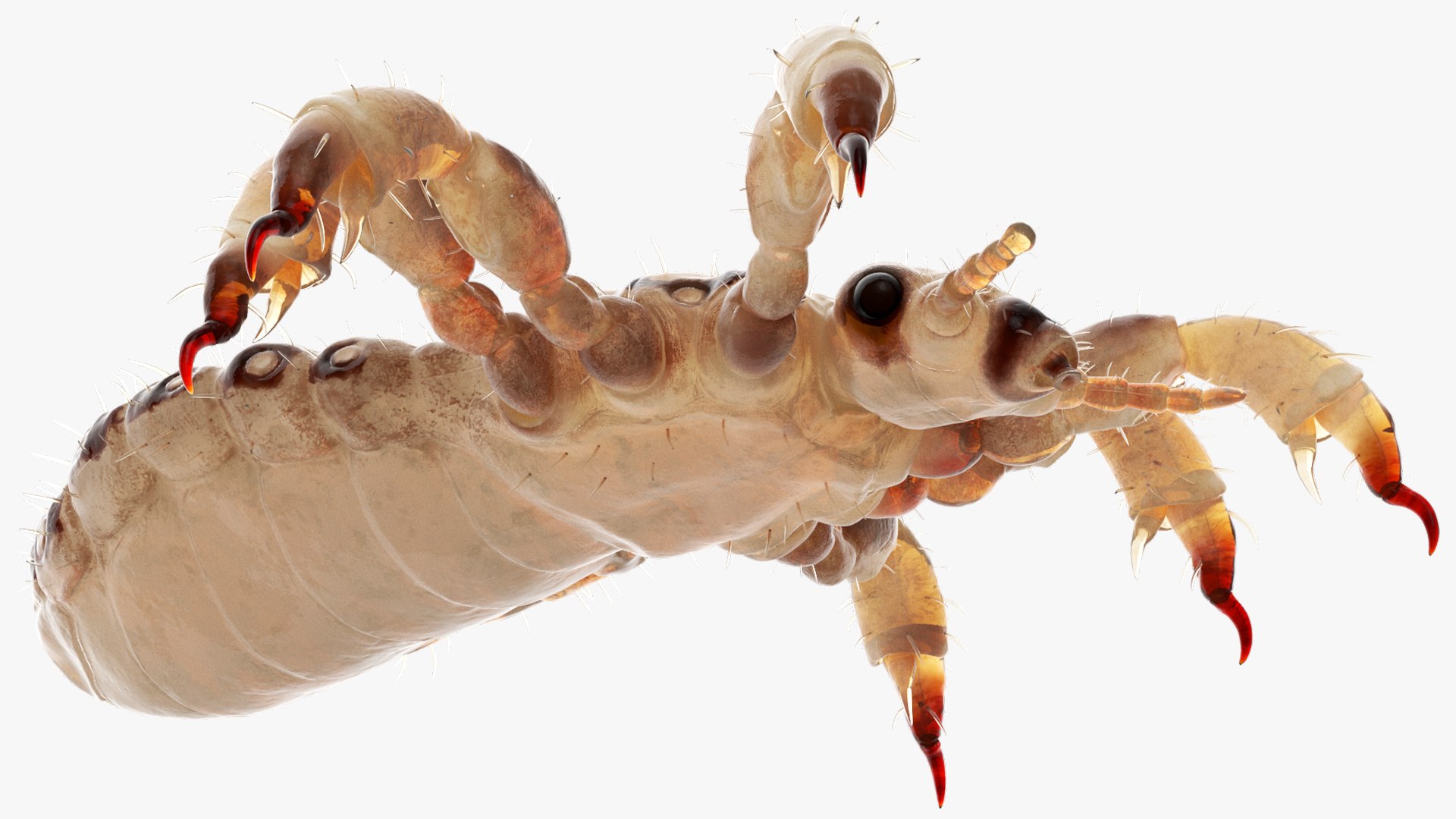 3D Model Louse White Hiding Pose - TurboSquid 2284174