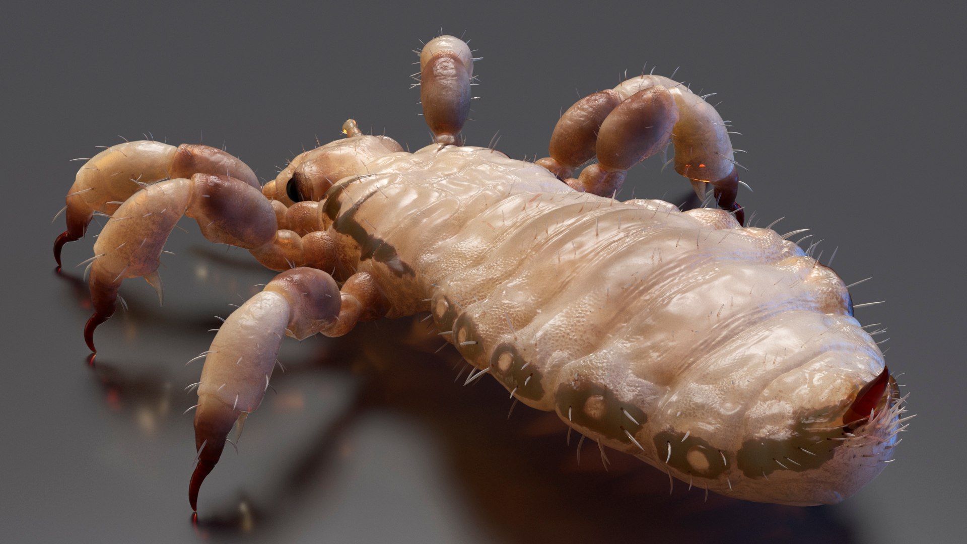 3D Model Louse White Hiding Pose - TurboSquid 2284174