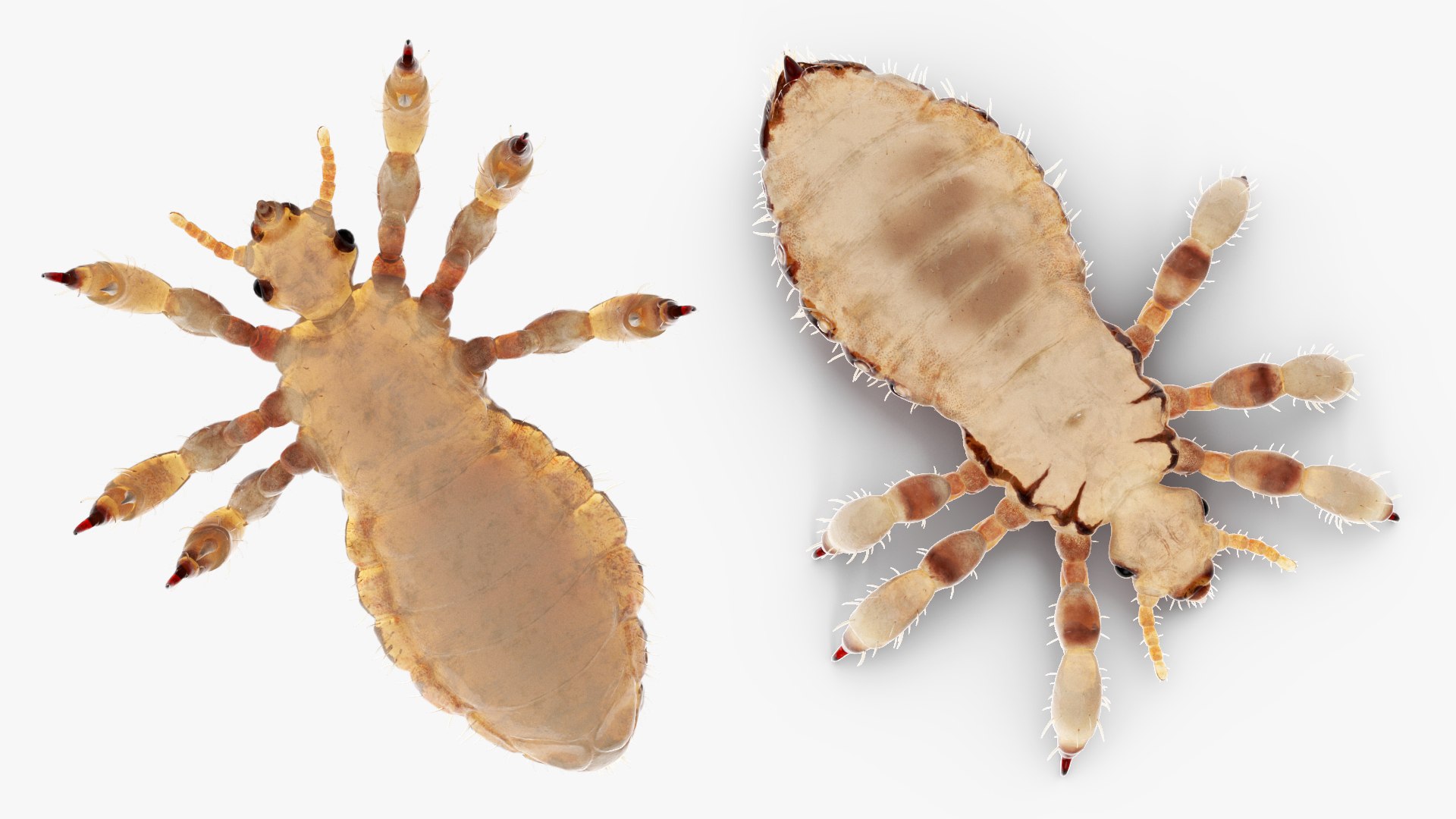 3D Model Louse White Hiding Pose - TurboSquid 2284174