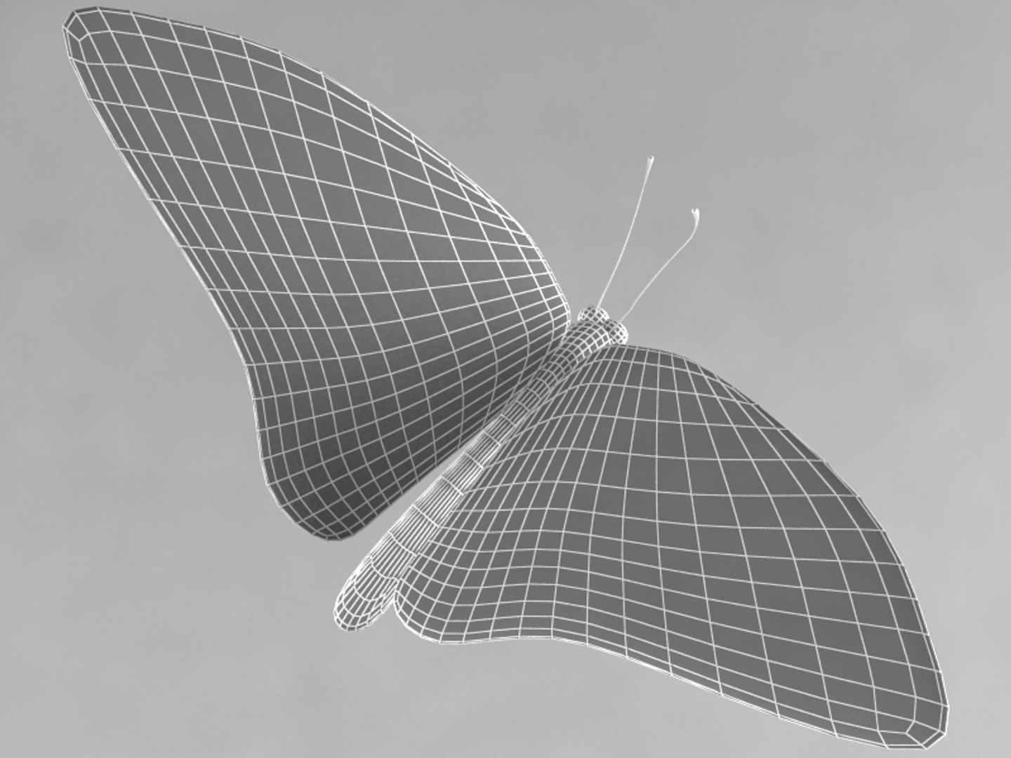 Butterfly 3d Model