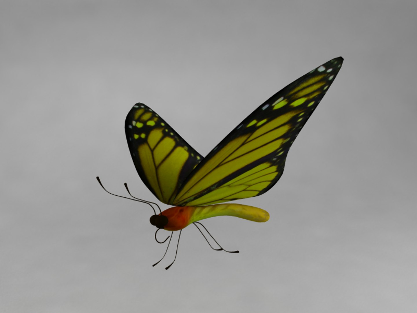 Butterfly 3d Model