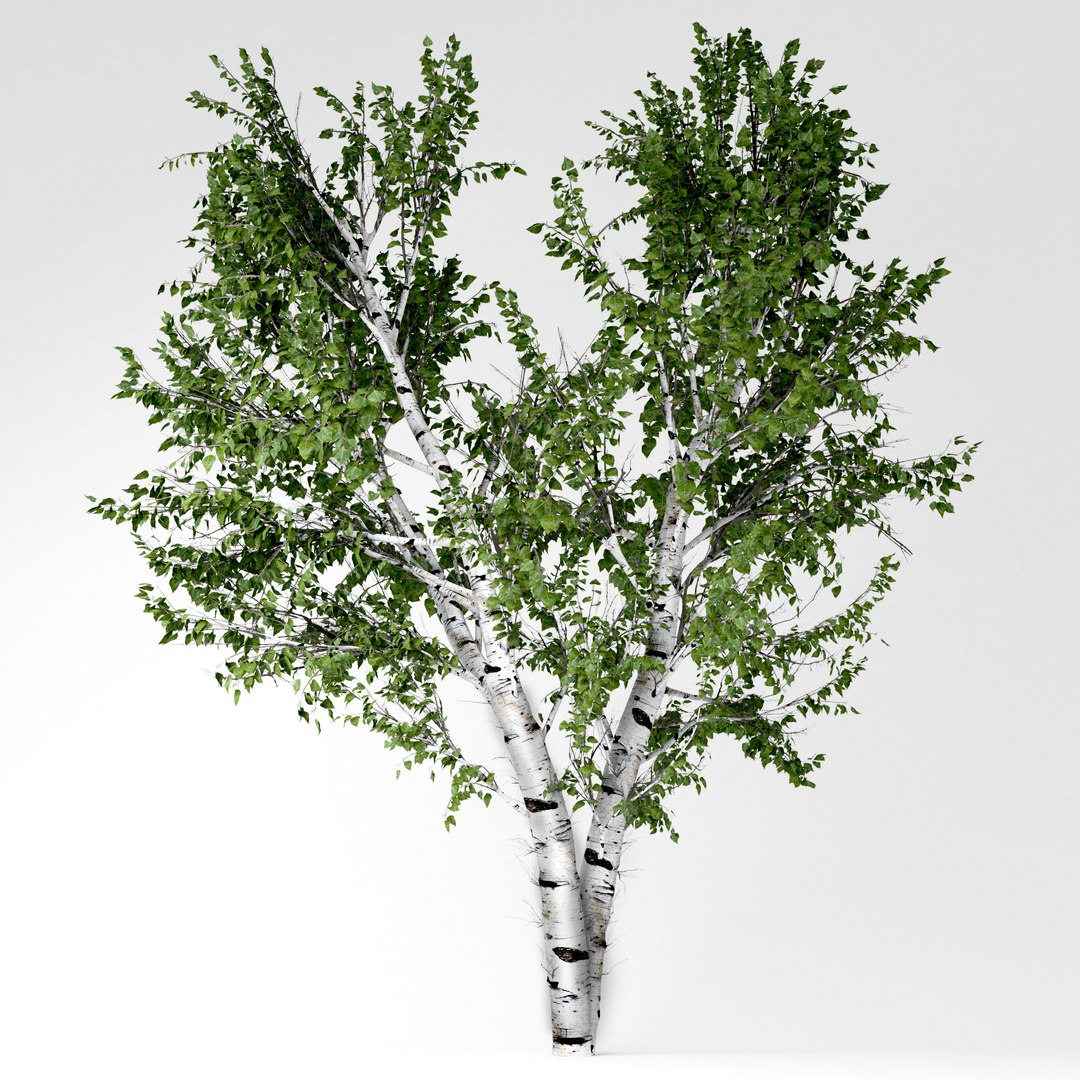 White Birch Tree 3D Model - TurboSquid 1517413