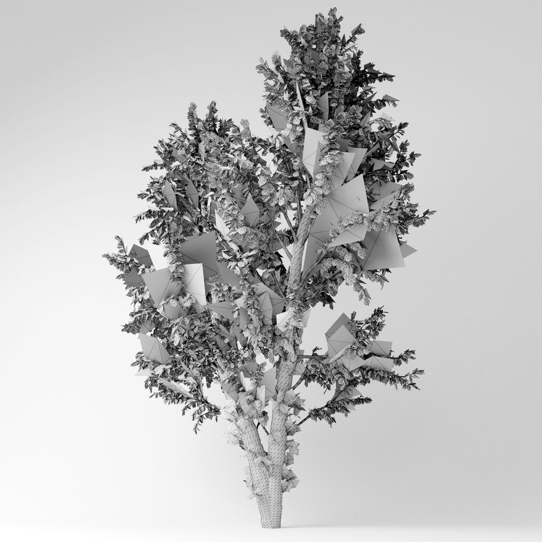 White Birch Tree 3D Model - TurboSquid 1517413