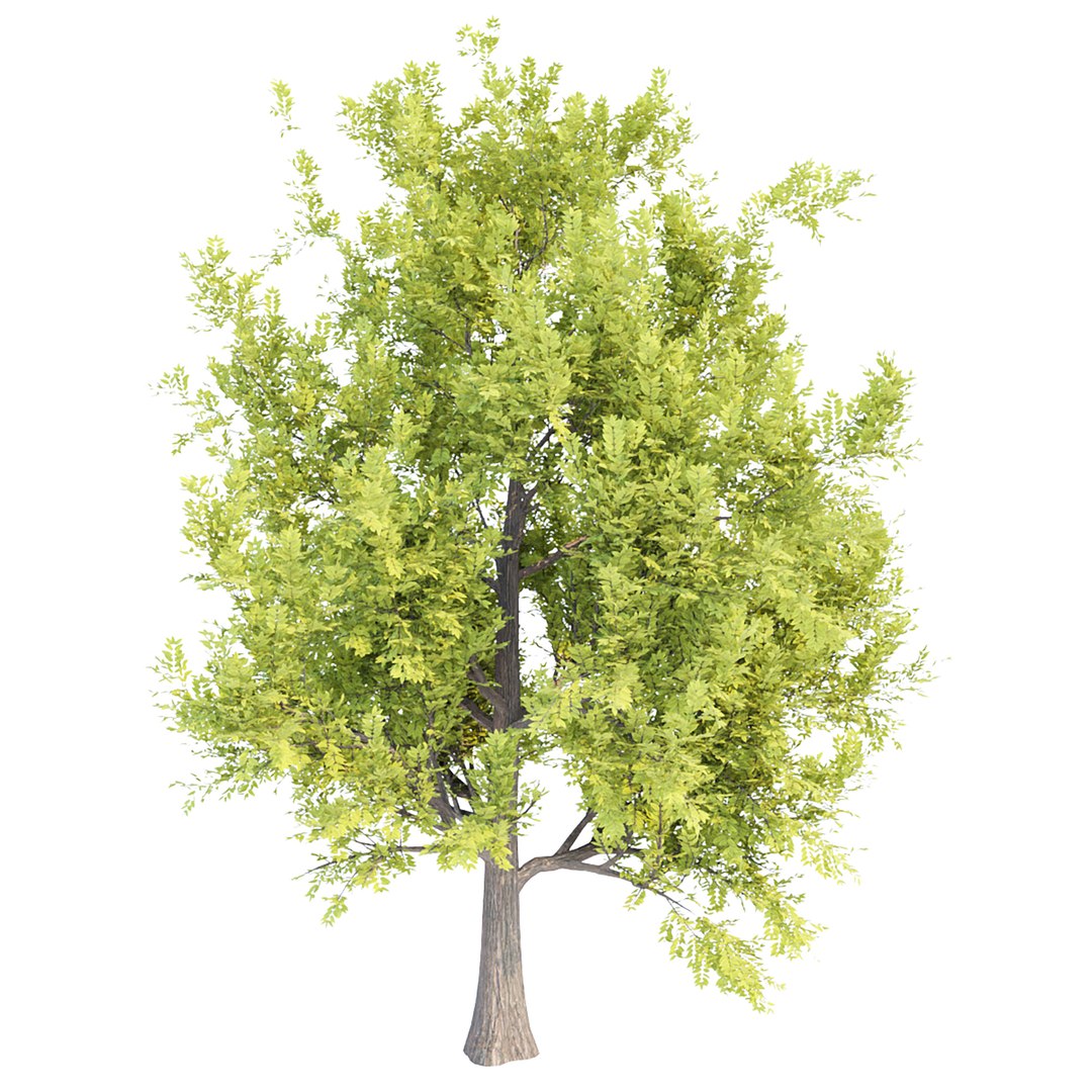 Free Trees Vol 14 3D Model - TurboSquid 1957091