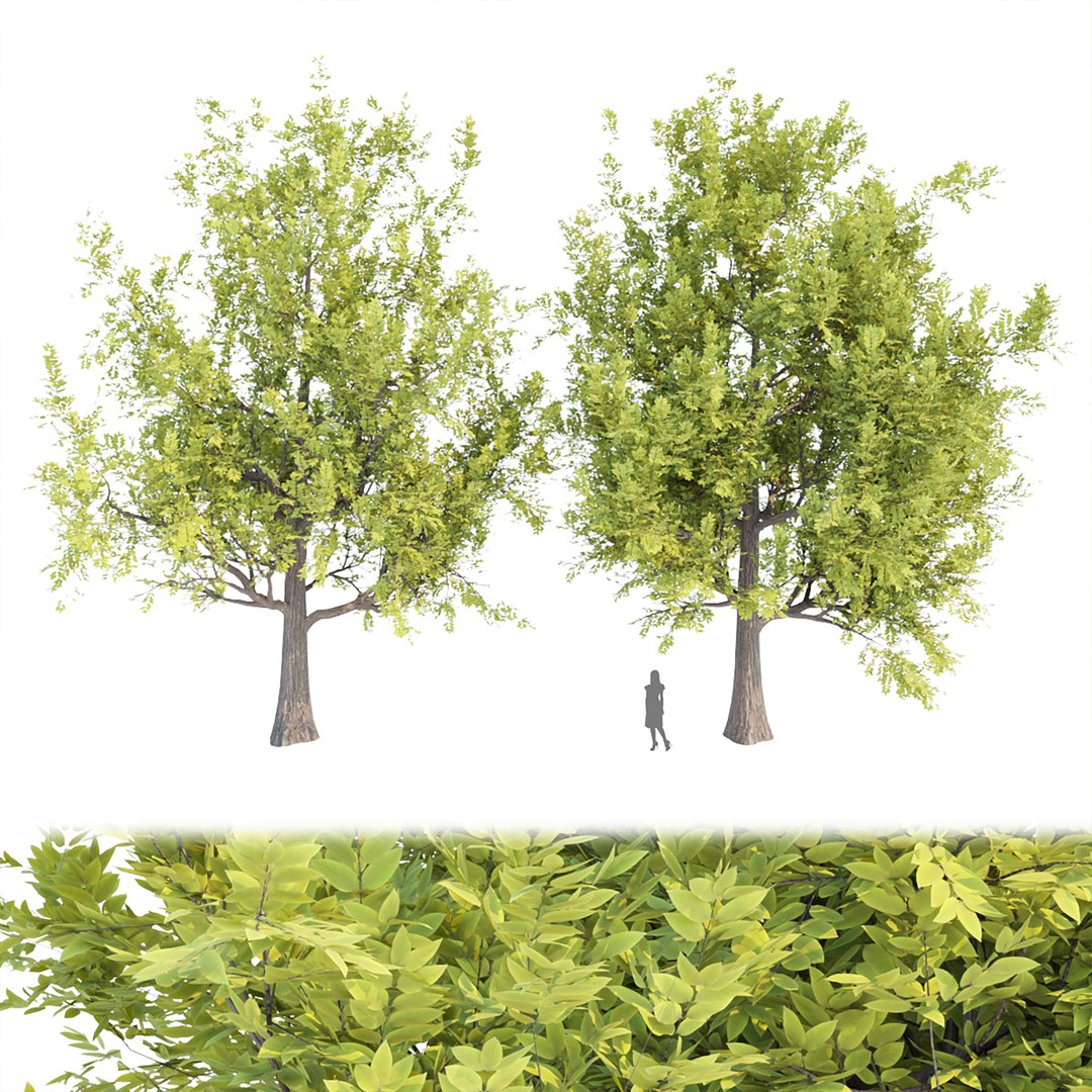 Free Trees Vol 14 3D Model - TurboSquid 1957091