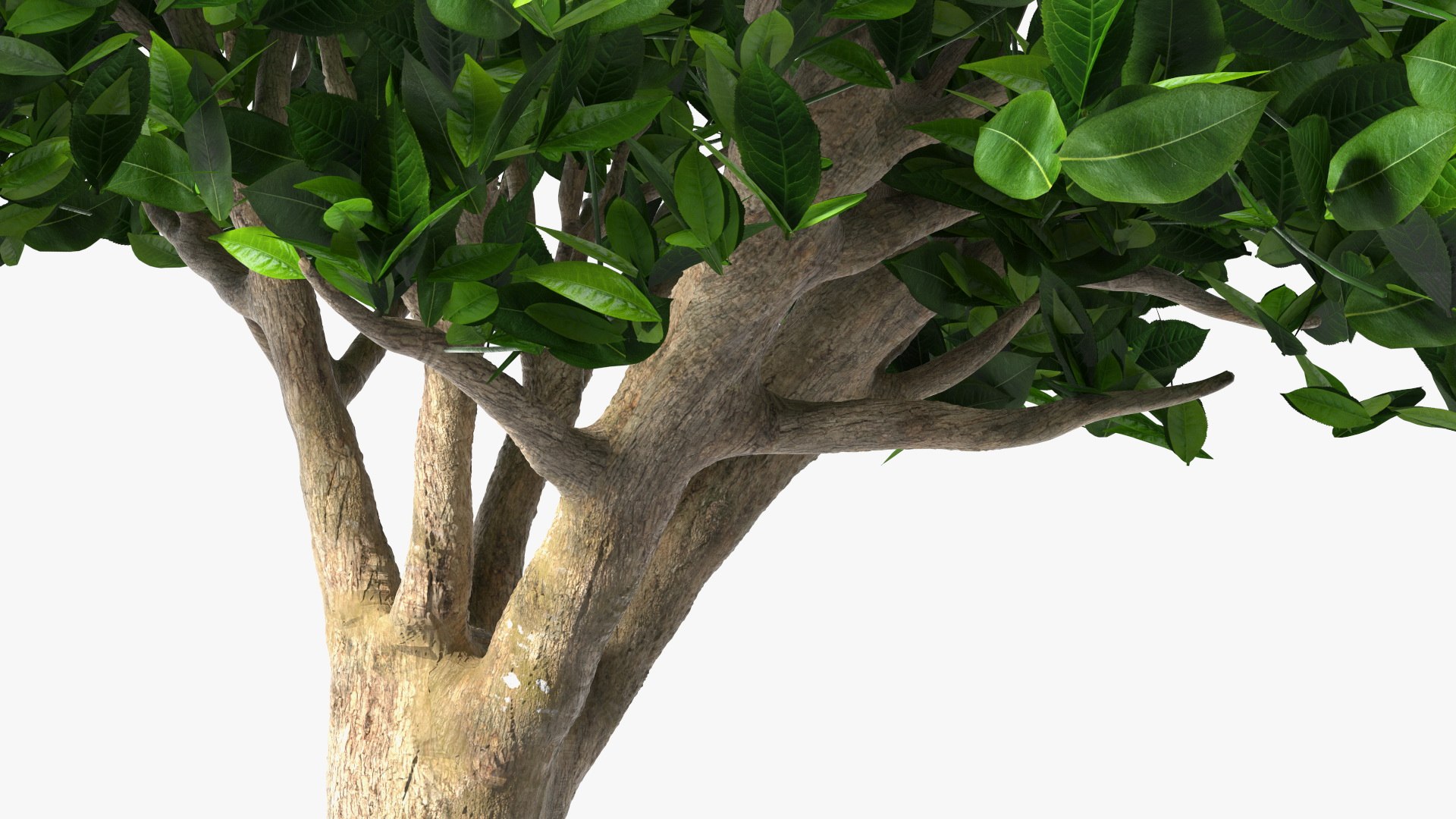 3D Green Tea Tree - TurboSquid 1858380