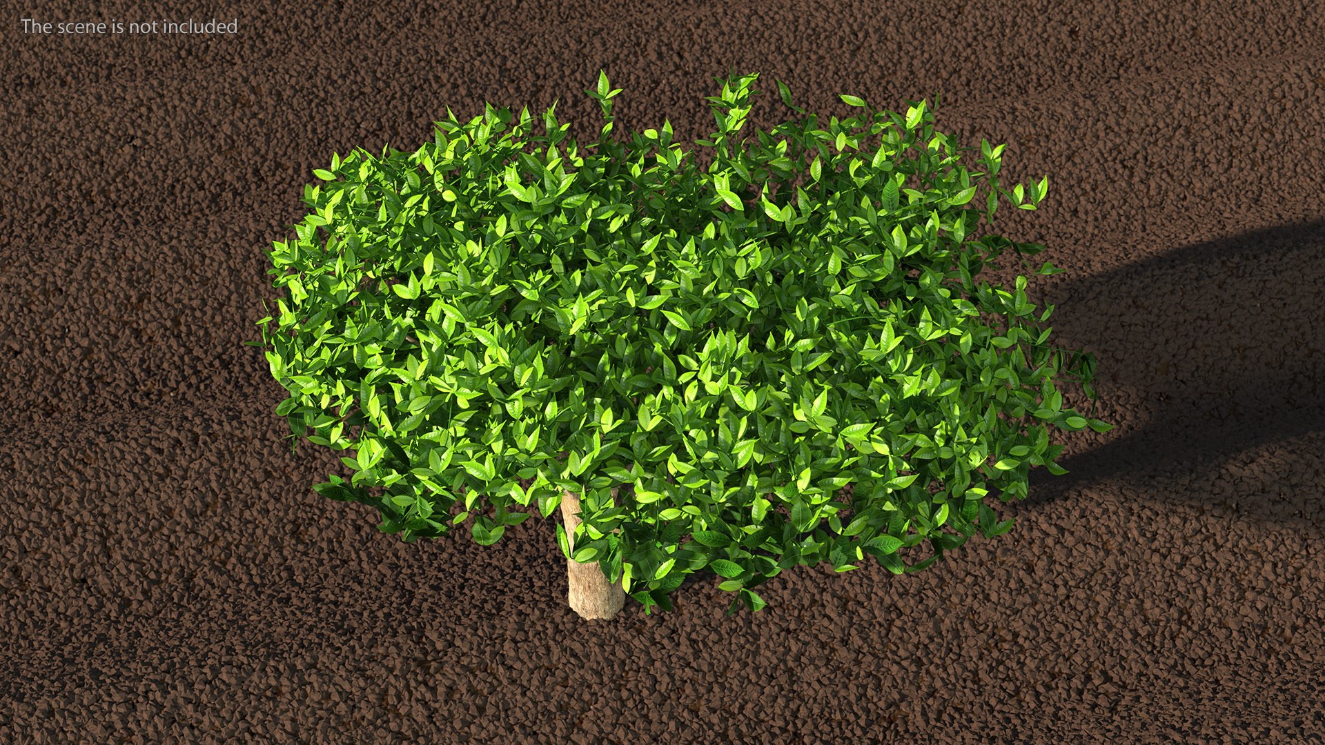 3D Green Tea Tree - TurboSquid 1858380