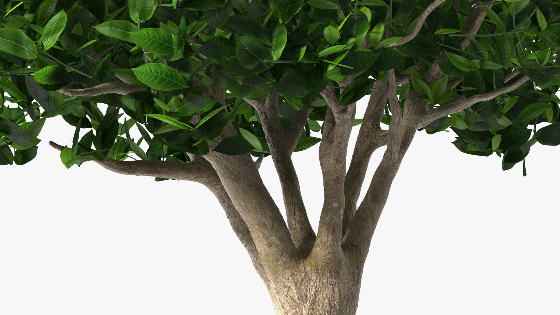 3D Green Tea Tree - TurboSquid 1858380