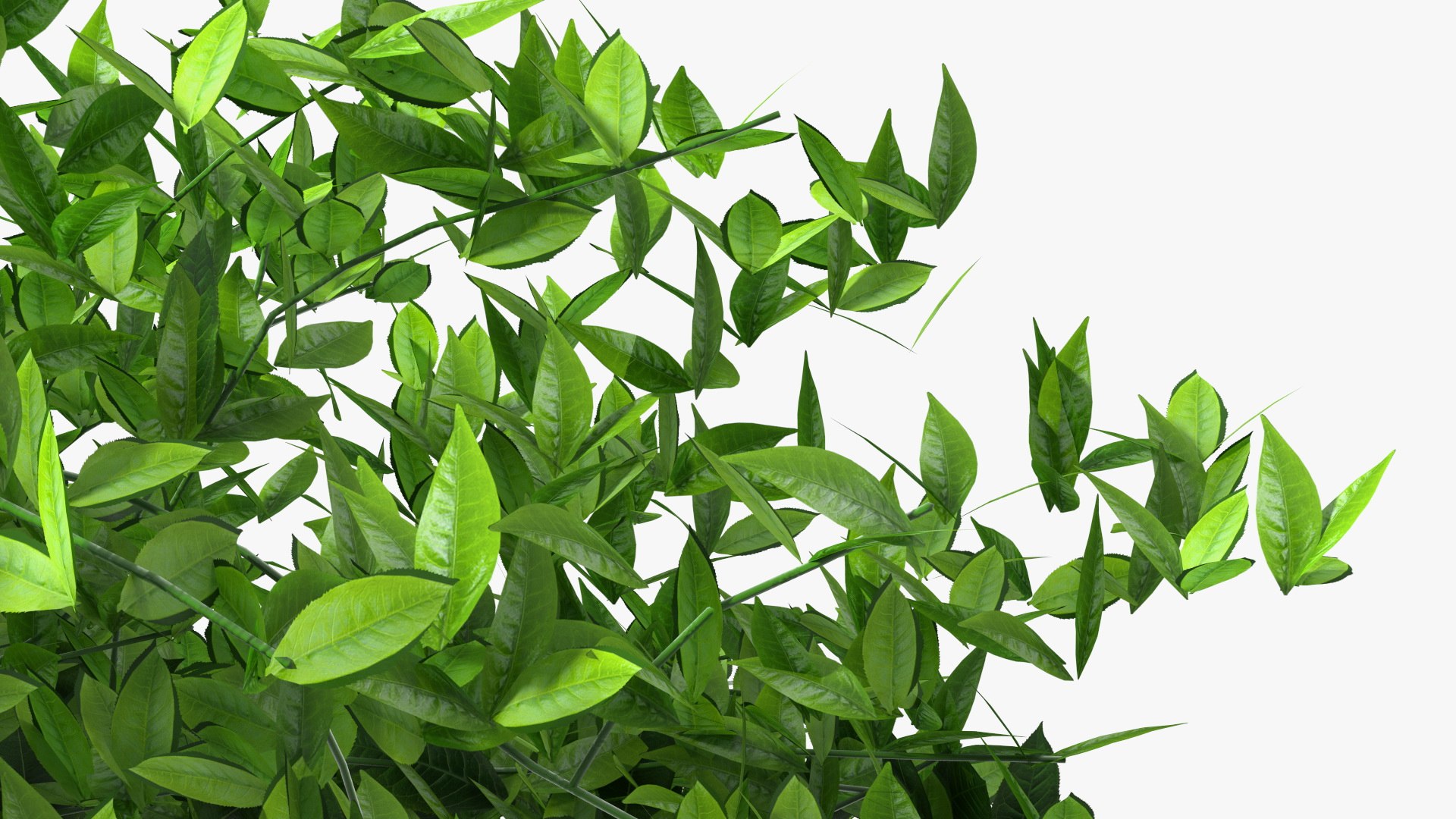 3D Green Tea Tree - TurboSquid 1858380