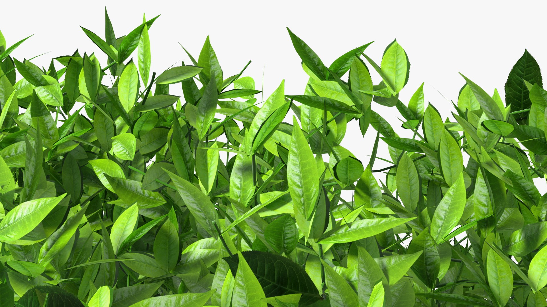 3D Green Tea Tree - TurboSquid 1858380