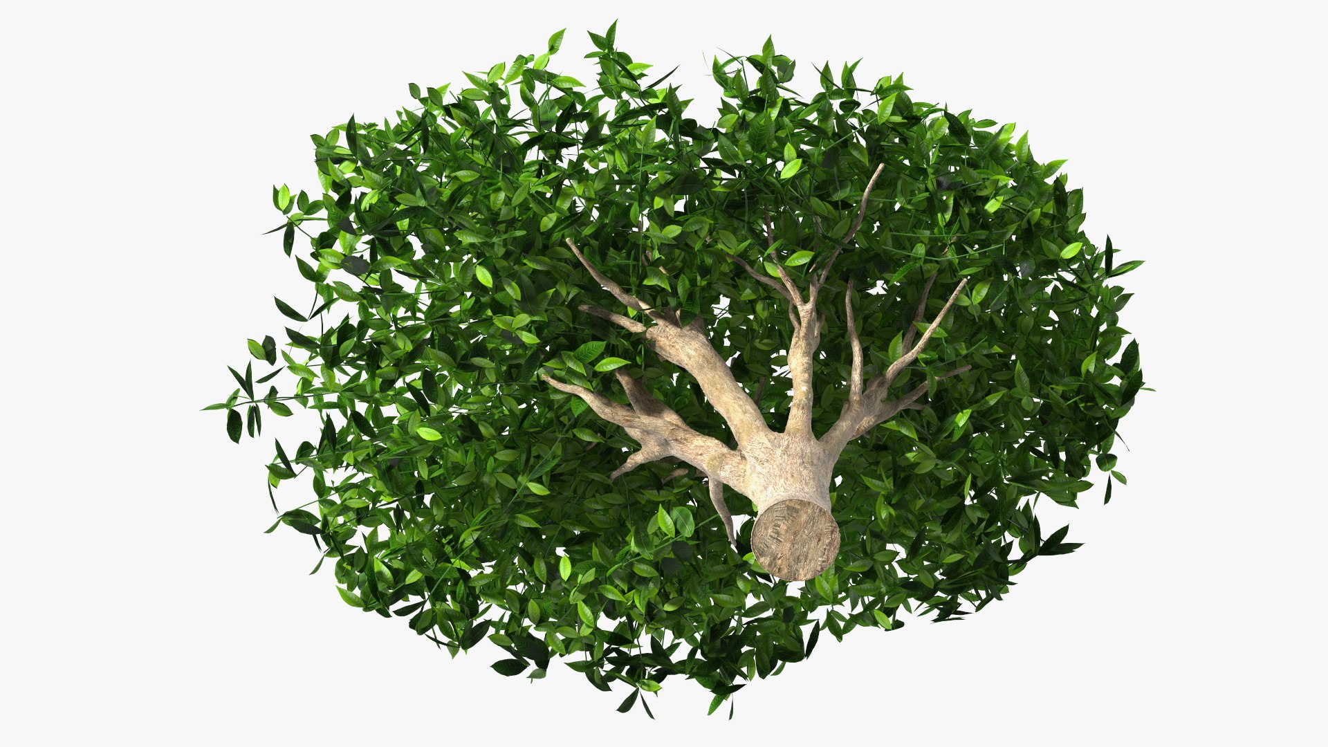3D Green Tea Tree - TurboSquid 1858380