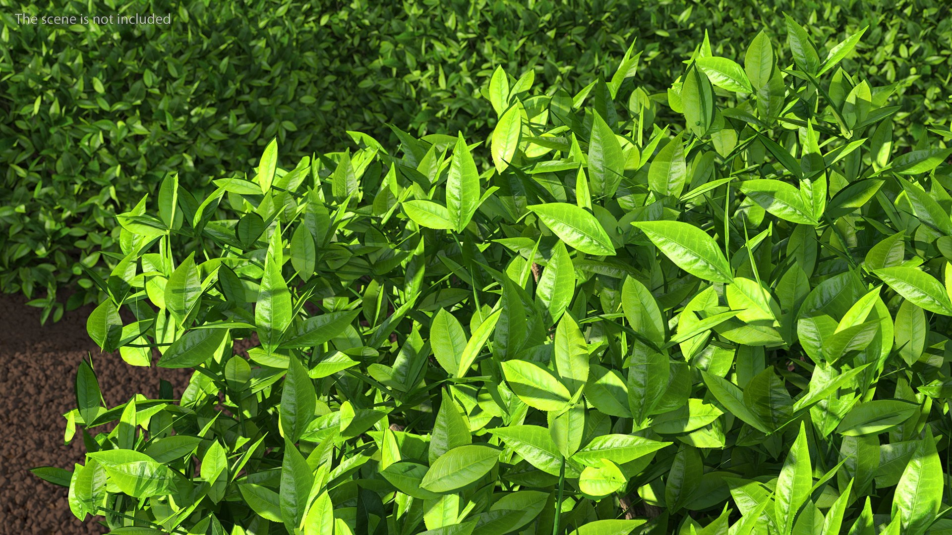 3D Green Tea Tree - TurboSquid 1858380