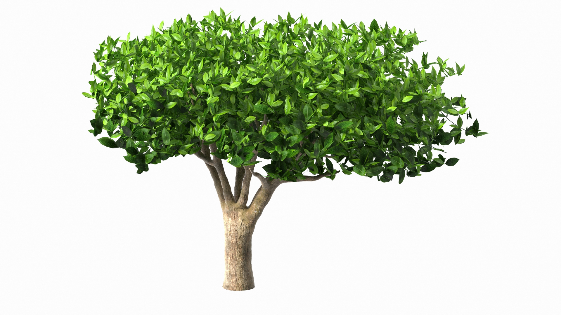 3D Green Tea Tree - TurboSquid 1858380