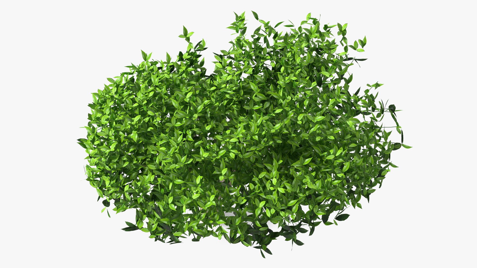 3D Green Tea Tree - TurboSquid 1858380