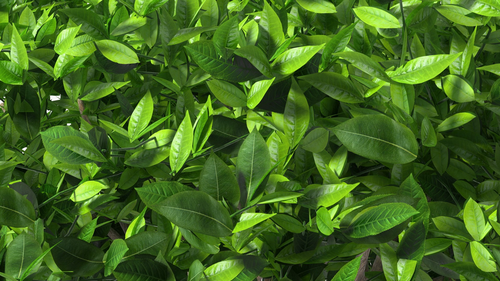 3D Green Tea Tree - TurboSquid 1858380
