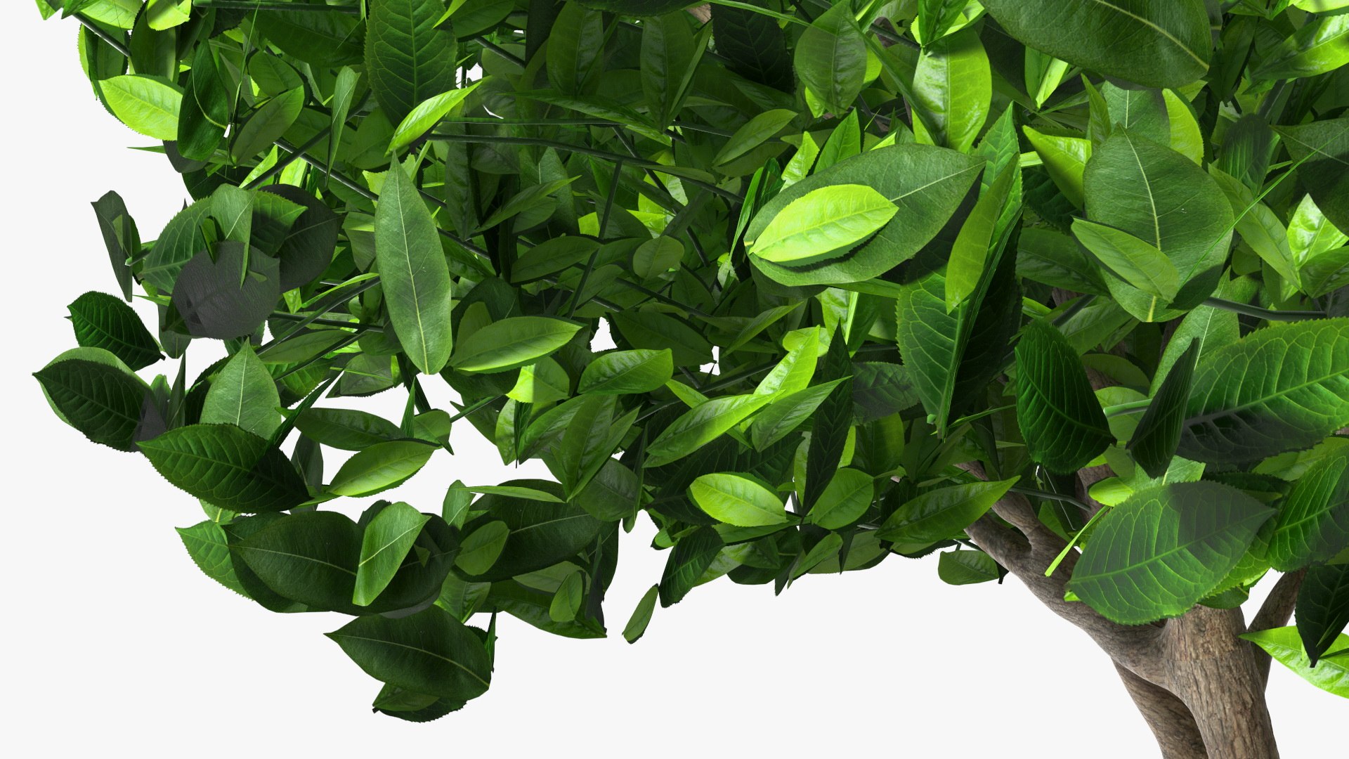 3D Green Tea Tree - TurboSquid 1858380