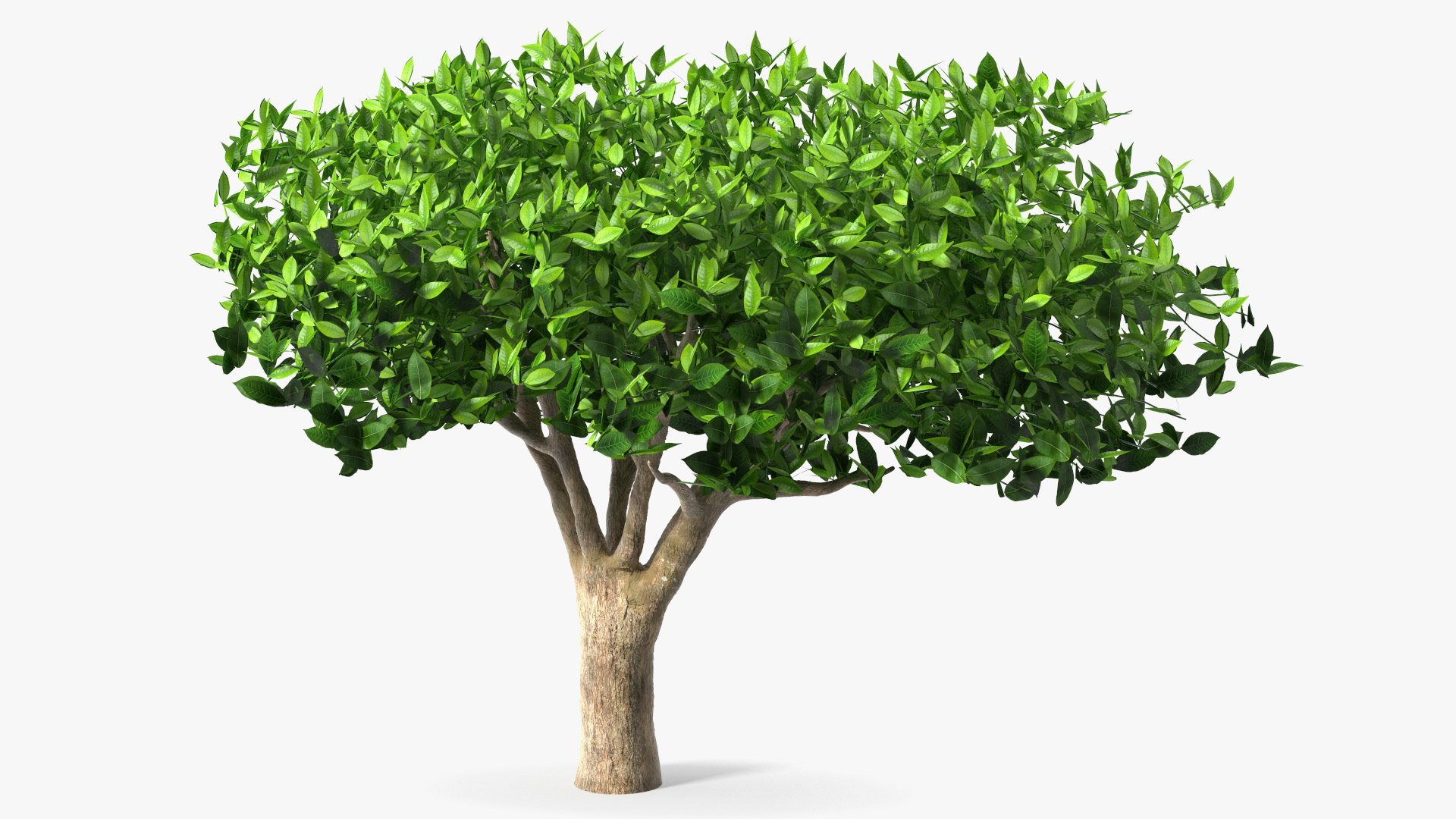 3D Green Tea Tree - TurboSquid 1858380