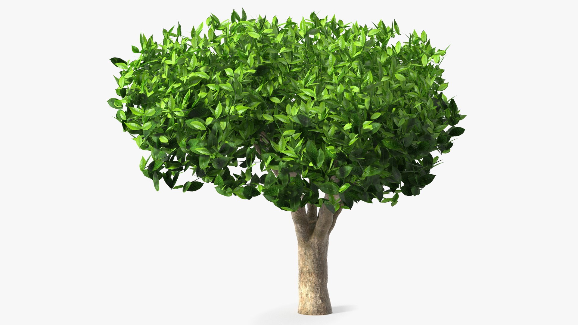 3D Green Tea Tree - TurboSquid 1858380