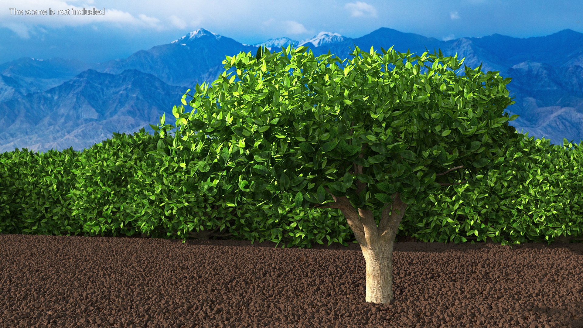 3D Green Tea Tree - TurboSquid 1858380