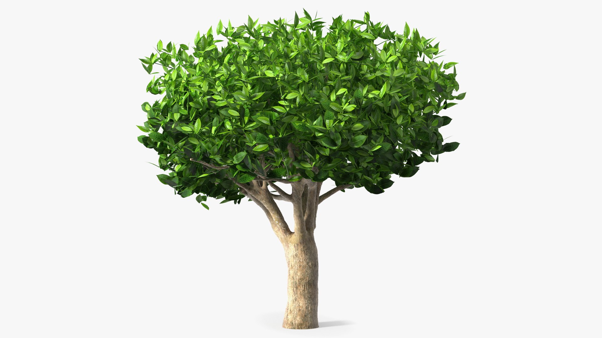 3D Green Tea Tree - TurboSquid 1858380