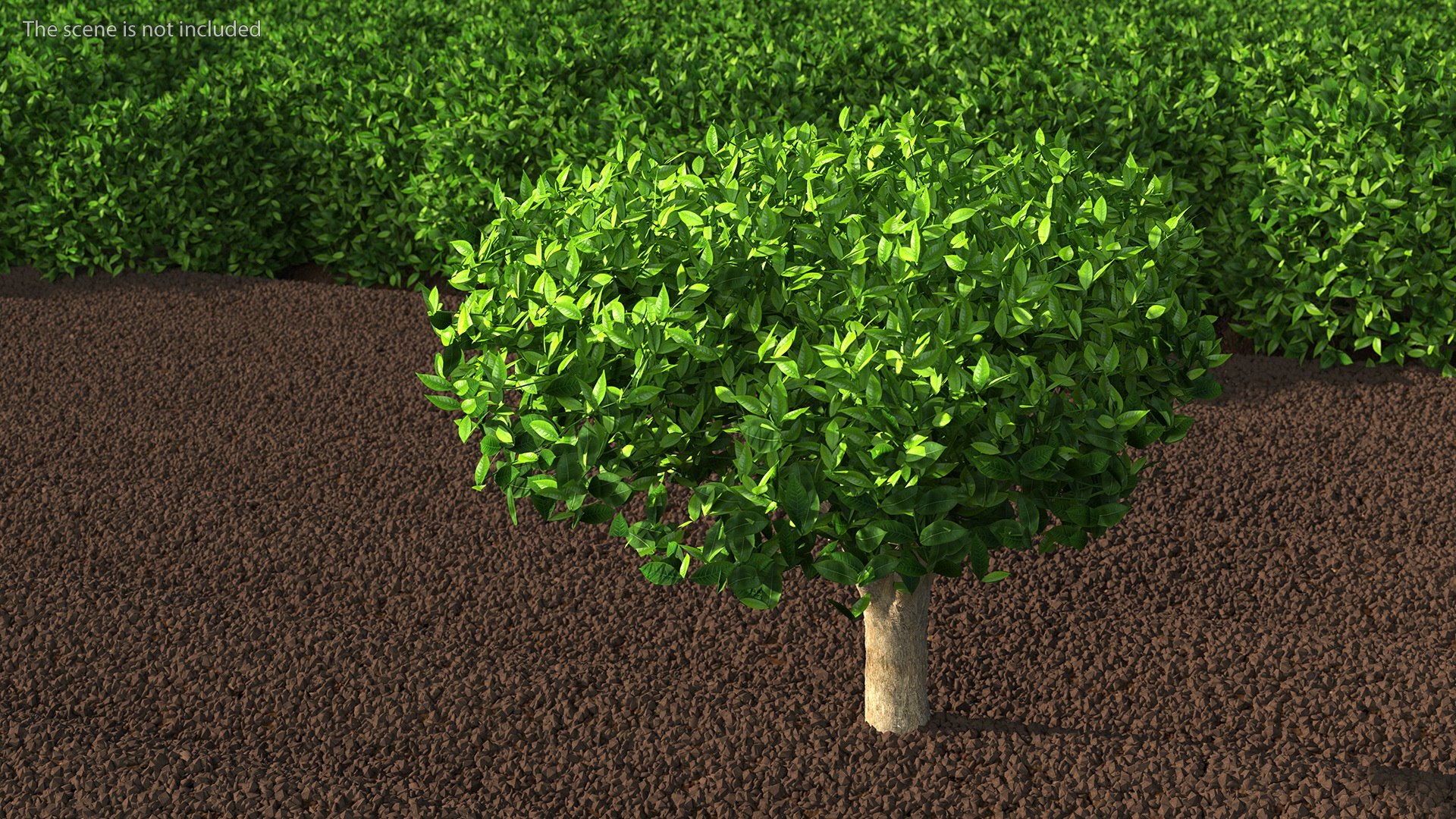 3D Green Tea Tree - TurboSquid 1858380