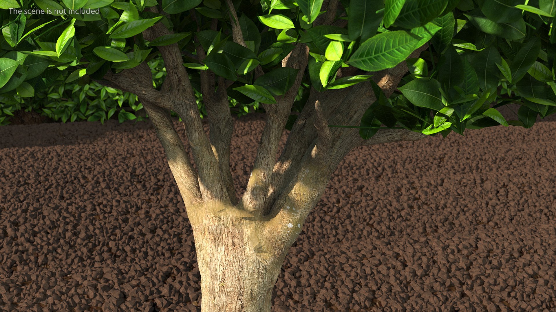 3D Green Tea Tree - TurboSquid 1858380