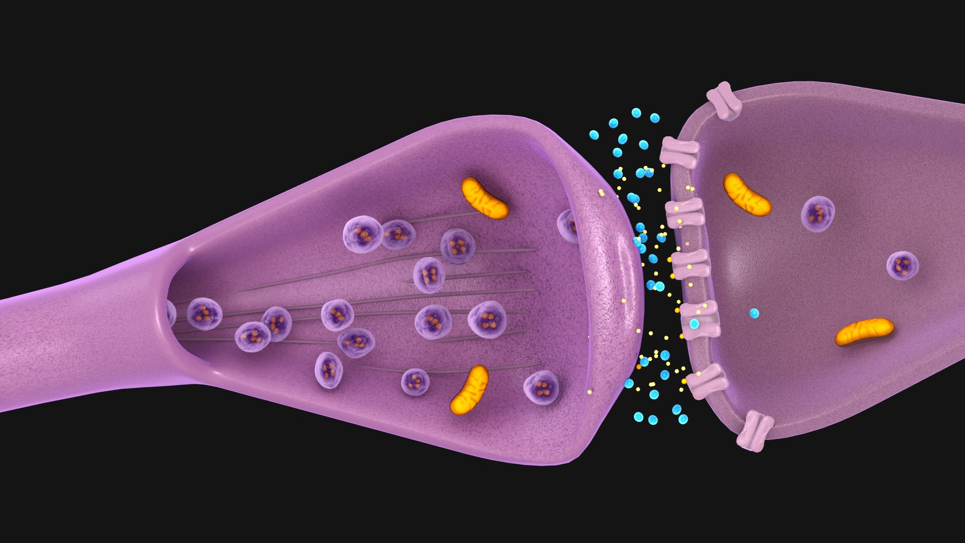 Neuron synapse 3D model - TurboSquid 1694412