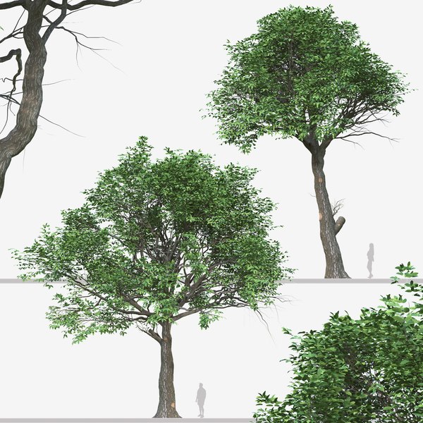 Set of Quercus serrata or Korean Oak Trees 3D model - TurboSquid 1969159