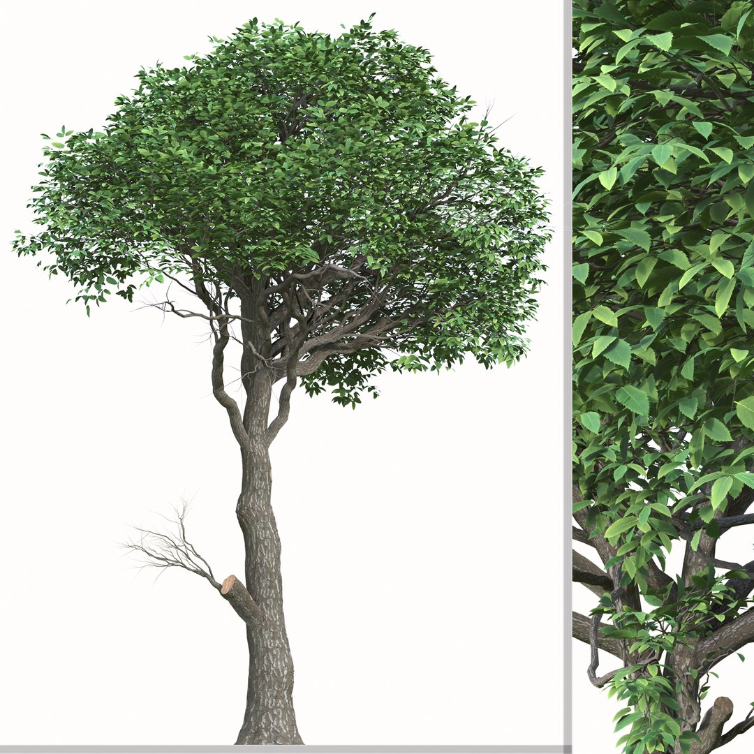 Set Of Quercus Serrata Or Korean Oak Trees 3D Model - TurboSquid 1969159