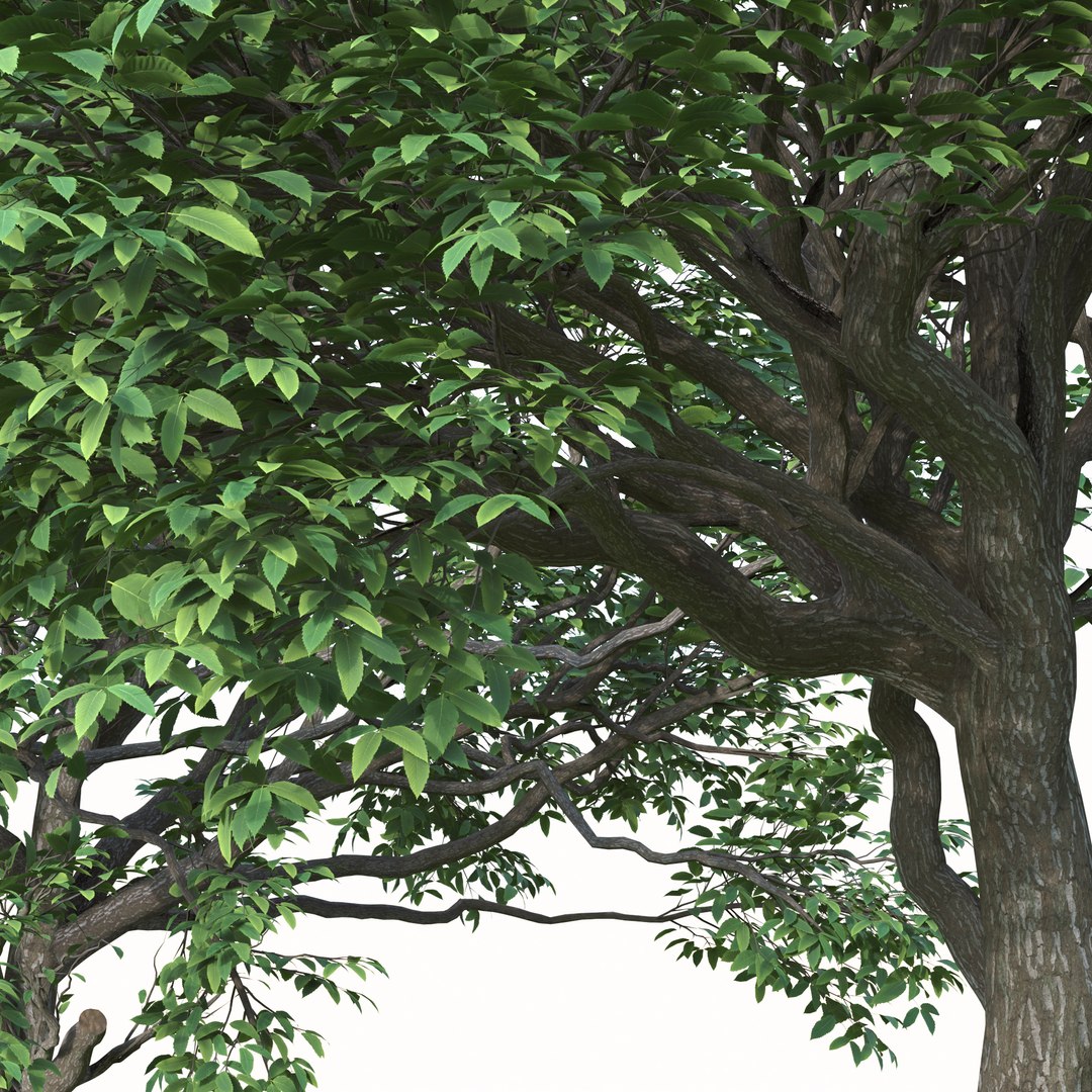 Set Of Quercus Serrata Or Korean Oak Trees 3D Model - TurboSquid 1969159