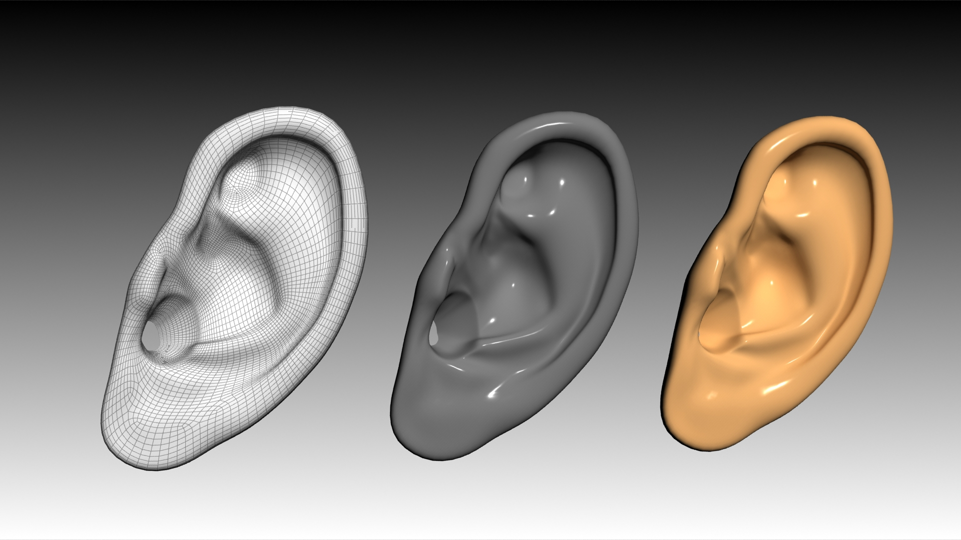3D ear human organ model - TurboSquid 1694711