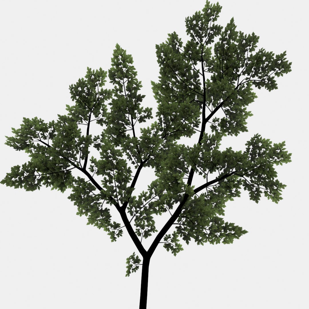 3D Model Rigged Tree Branch Types - TurboSquid 1397320