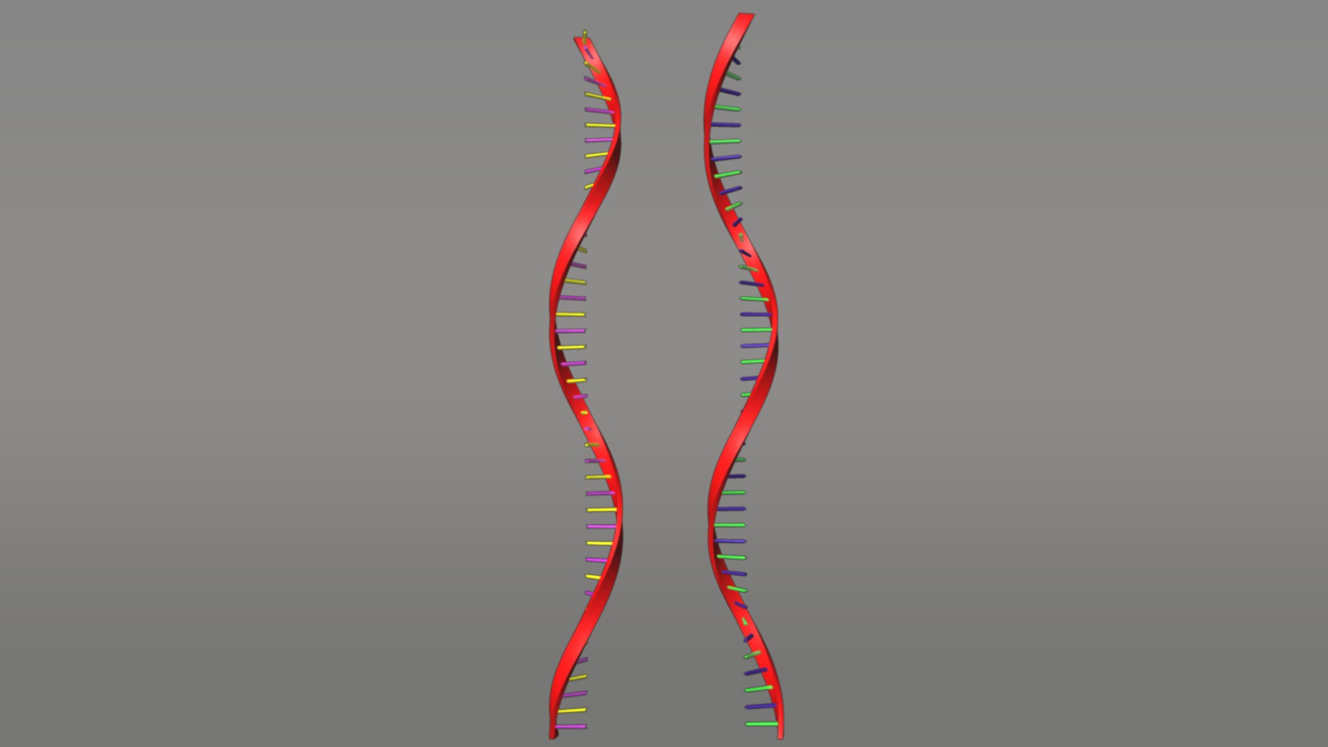 Protein Synthesis 3d Model