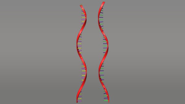 protein synthesis 3d model