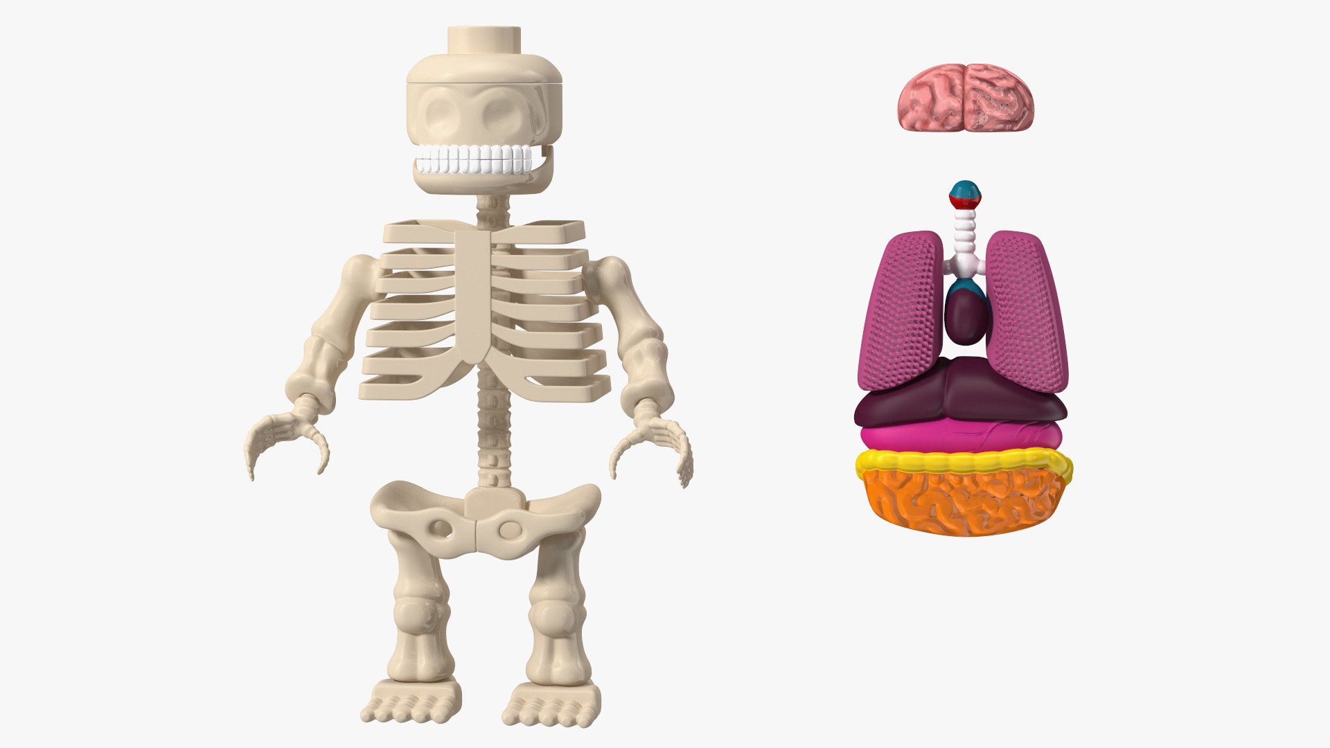 Anatomical LEGO Man Glass Half 3D model - TurboSquid 1820859