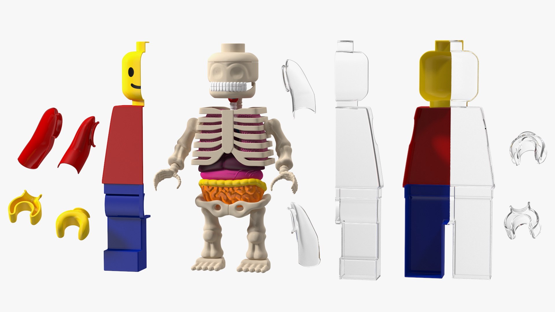 Anatomical LEGO Man Glass Half 3D model - TurboSquid 1820859