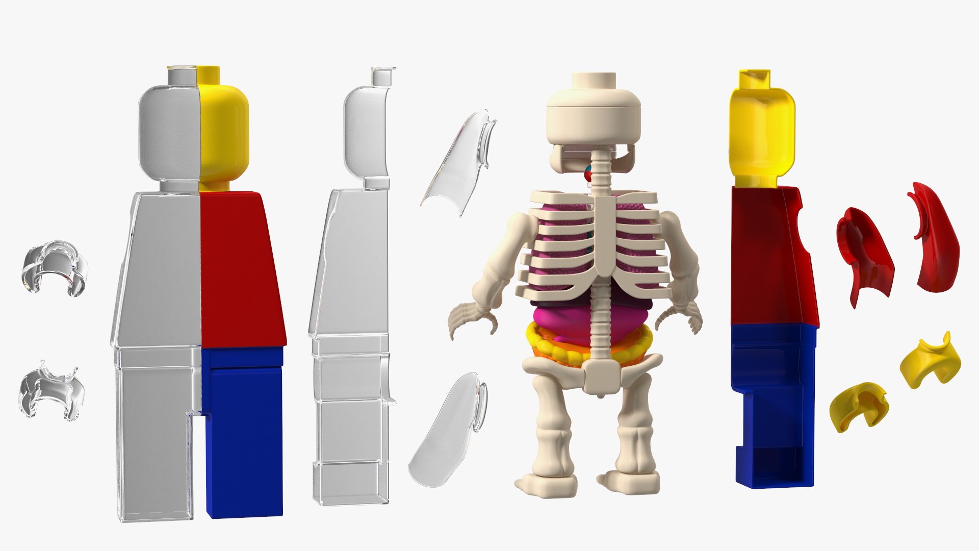 Anatomical LEGO Man Glass Half 3D Model - TurboSquid 1820859