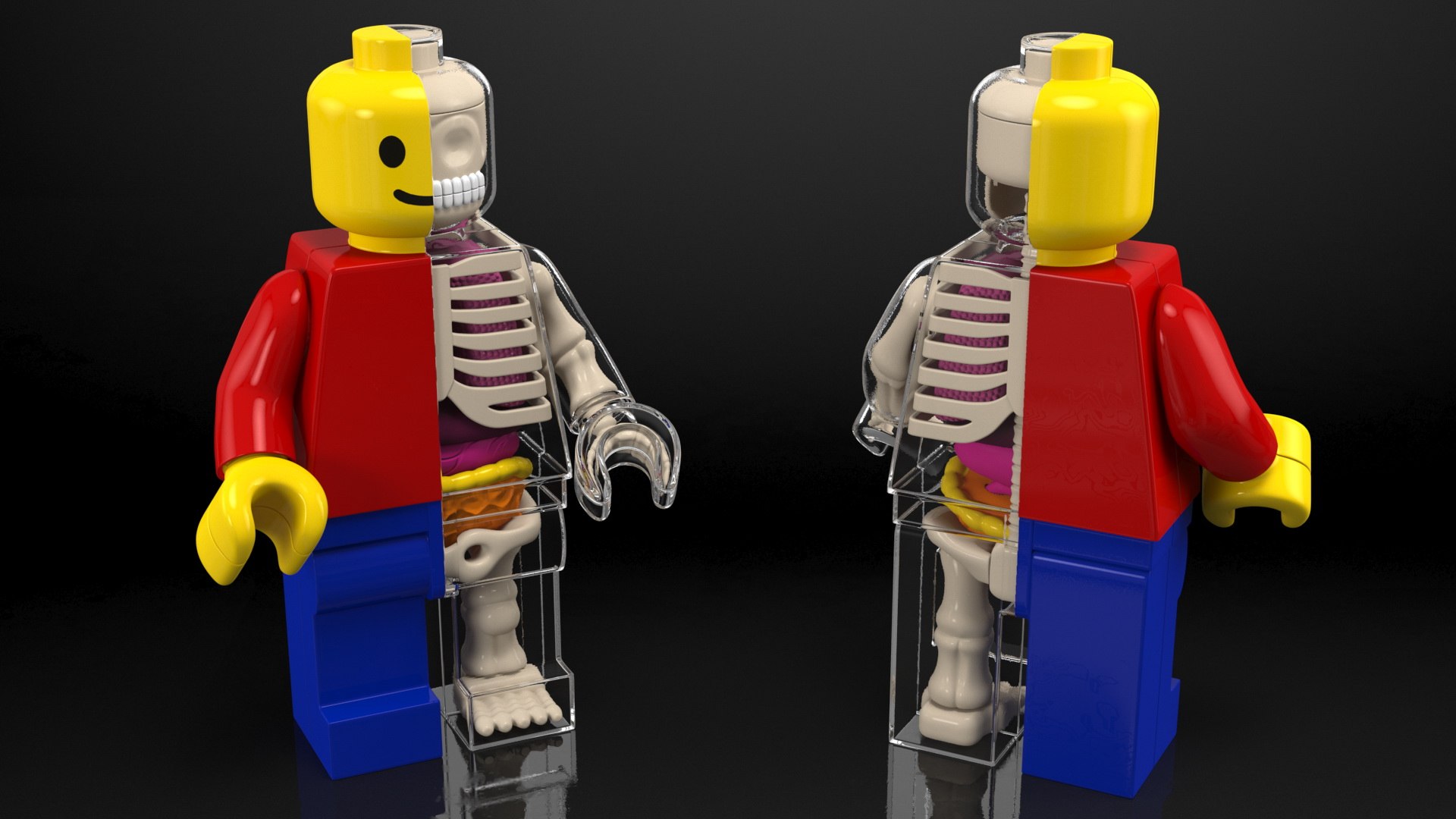 Anatomical LEGO Man Glass Half 3D model - TurboSquid 1820859