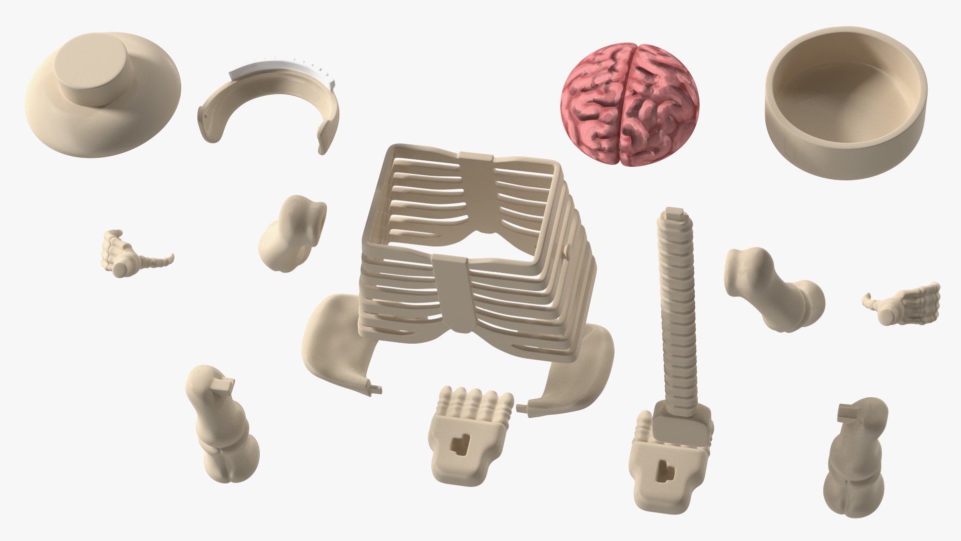 Anatomical LEGO Man Glass Half 3D Model - TurboSquid 1820859