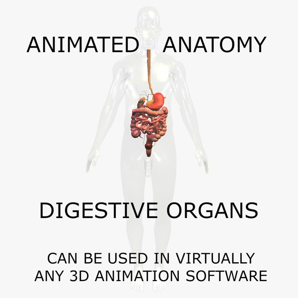 3D Appendix Models | TurboSquid