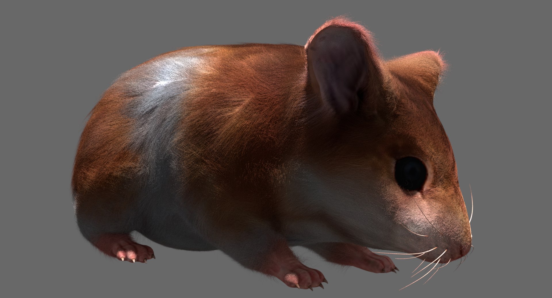 3D hamster rigging animation fur - TurboSquid 1389397