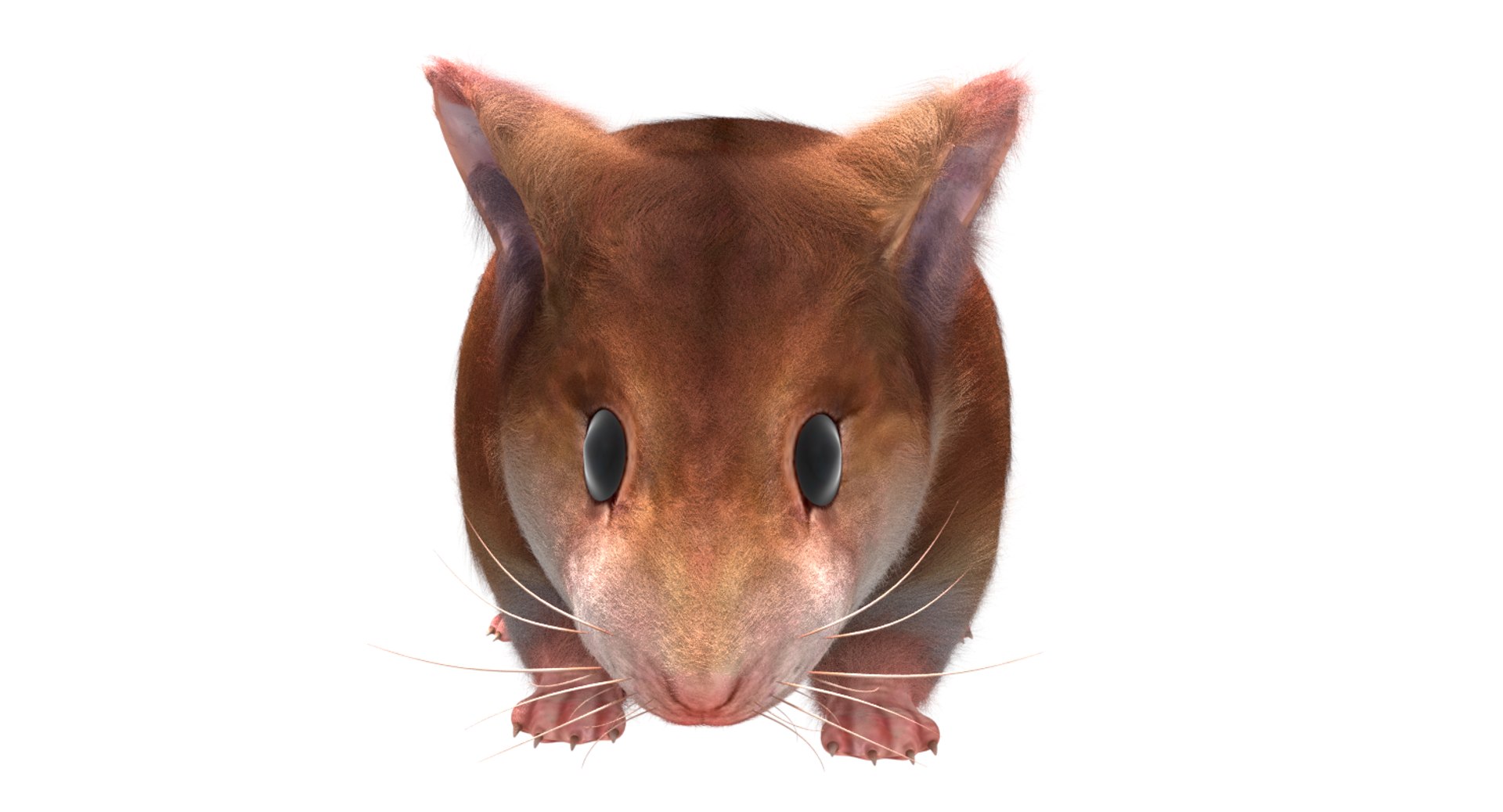 3D hamster rigging animation fur - TurboSquid 1389397